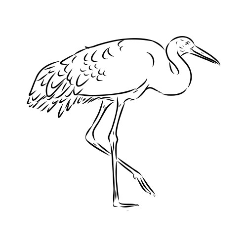 Brolga Vector Images (35)