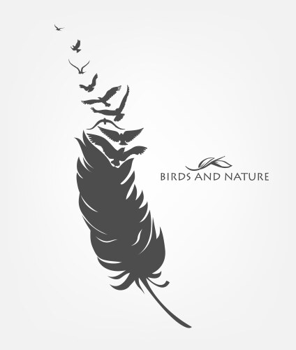 Feathers with flying birds Royalty Free Vector Image