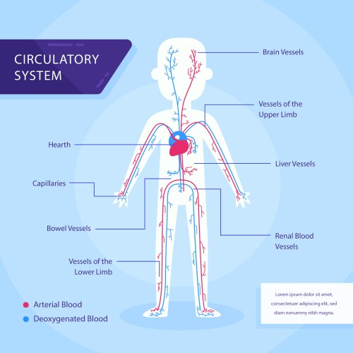 Flat design circulatory system infographic Vector Image