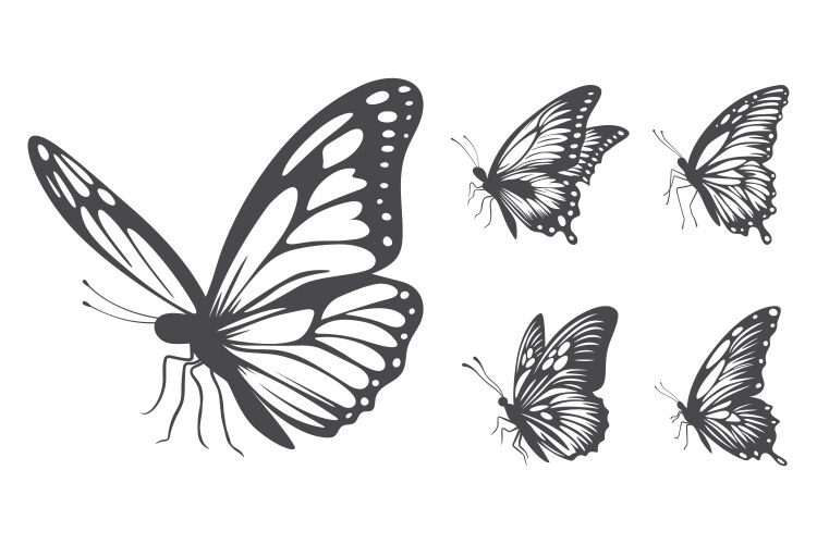 Butterfly Side View Vector Images (over 350)