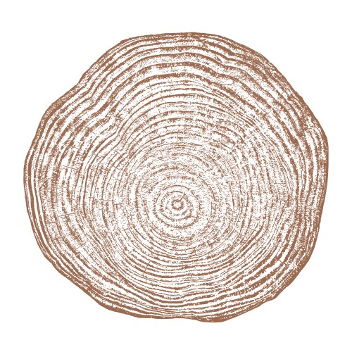 Wood texture cross section of tree rings Vector Image