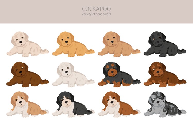 Cockapoo Vector Images (over 100)