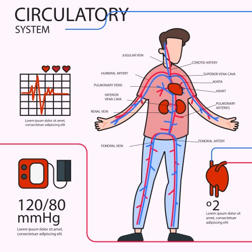 Linear circulatory system infographic template Vector Image