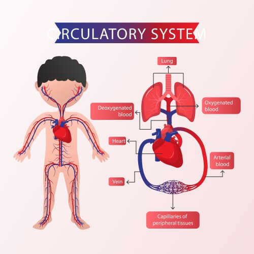 Circulatory system infographic Royalty Free Vector Image