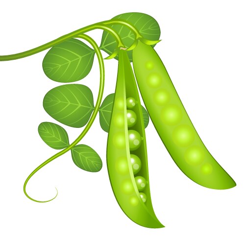 Green peas in a pod Royalty Free Vector Image - VectorStock