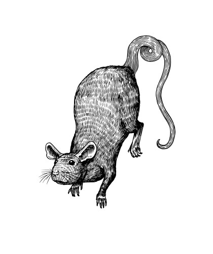 Rat or mouse graphic wild animal hand drawn Vector Image