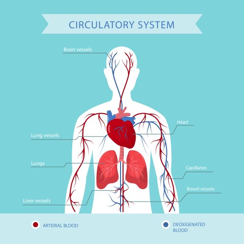 Flat design circulatory system infographic Vector Image