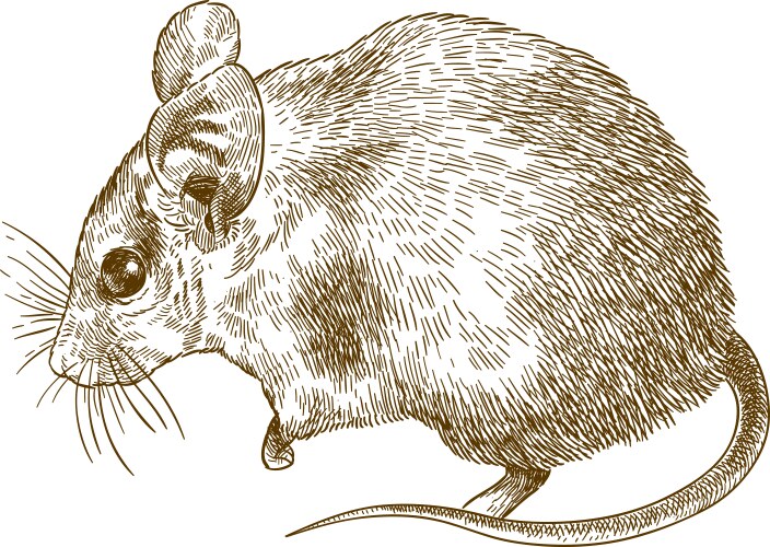 Mouse Vector Images (over 140,000)