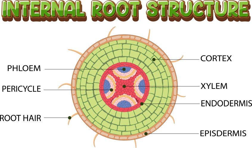 Internal structure of leaf diagram Royalty Free Vector Image