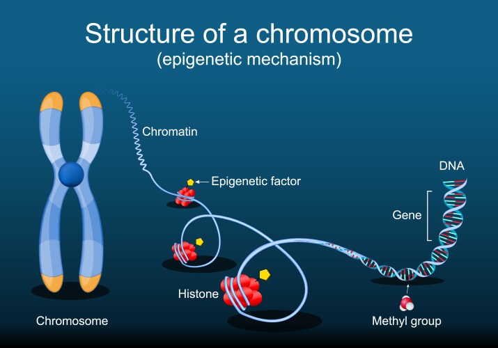 Dna Methylation Vector Images (17)
