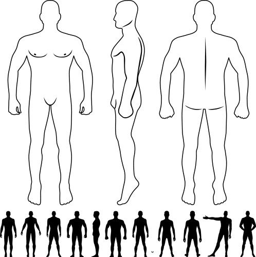 Male Figure Template - Full Body Silhouette Vector Image