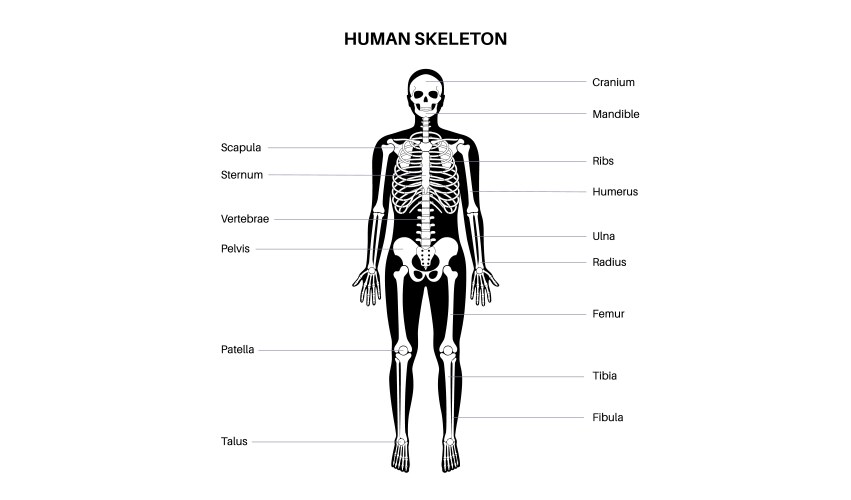 Anatomy Vector Images (over 210,000)