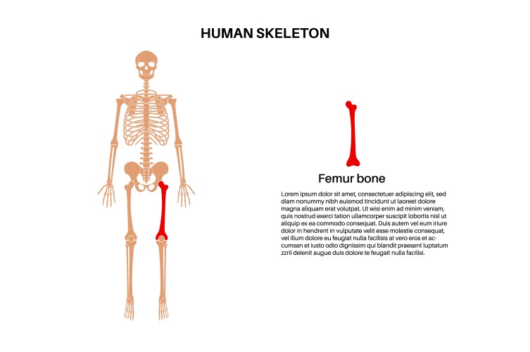 Human man skeleton anatomy Royalty Free Vector Image