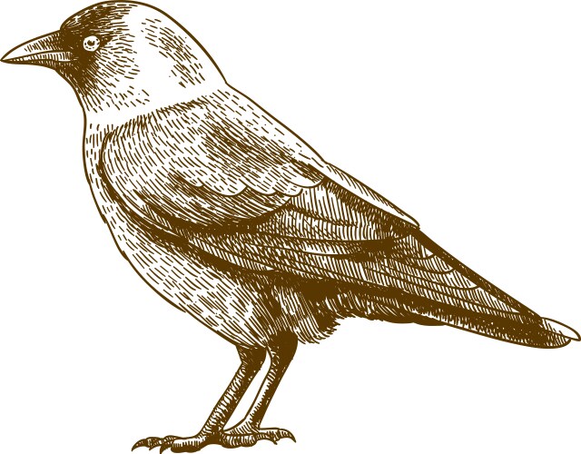 Engraving drawing of big crow Royalty Free Vector Image