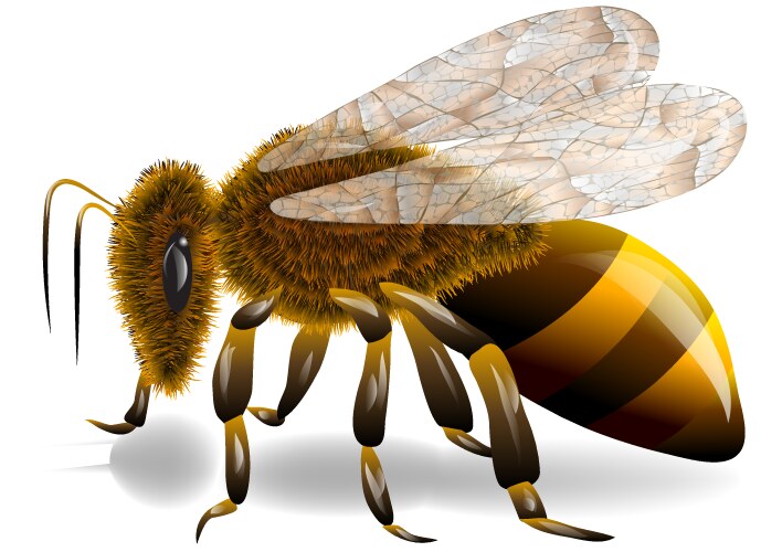 Worker Bee Vector Images (over 5,400)