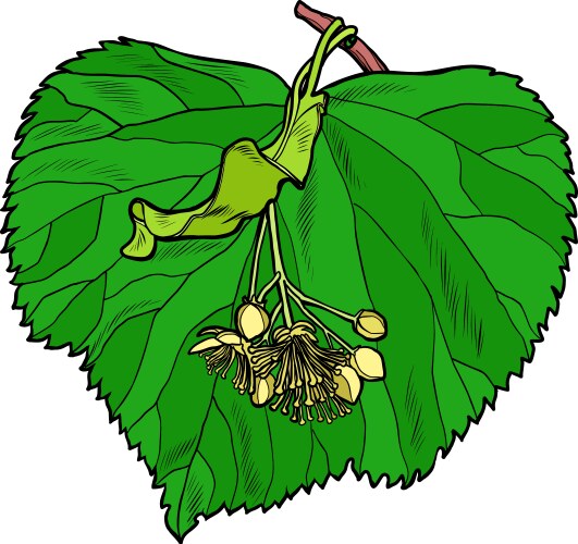 Cartoon of linden flowers with leaves Royalty Free Vector