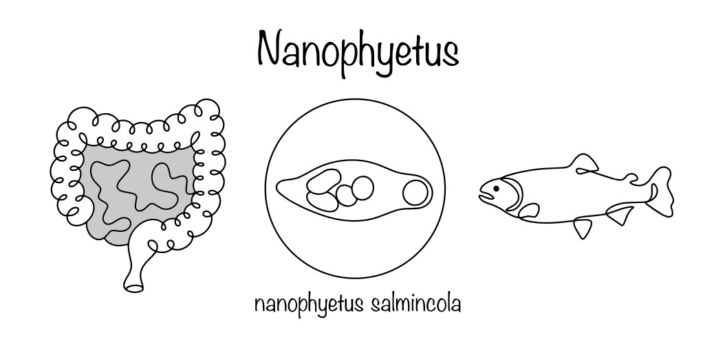 Nematode Vector Images (over 480)
