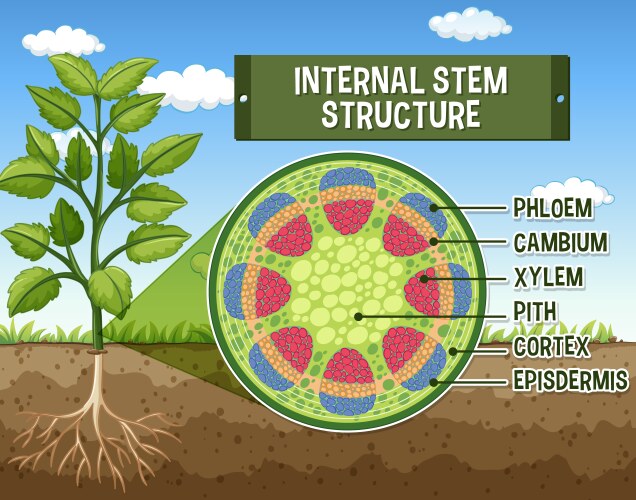 Stem Anatomy Diagram - Cross-Section – Royalty-Free Vector | VectorStock