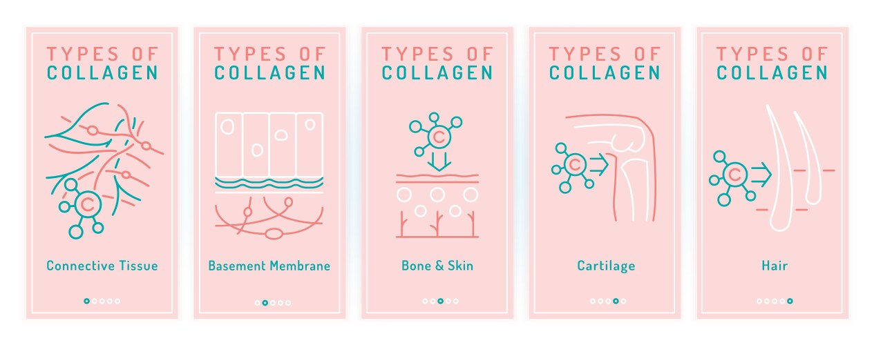 Collagen types transparent infographic connective Vector Image
