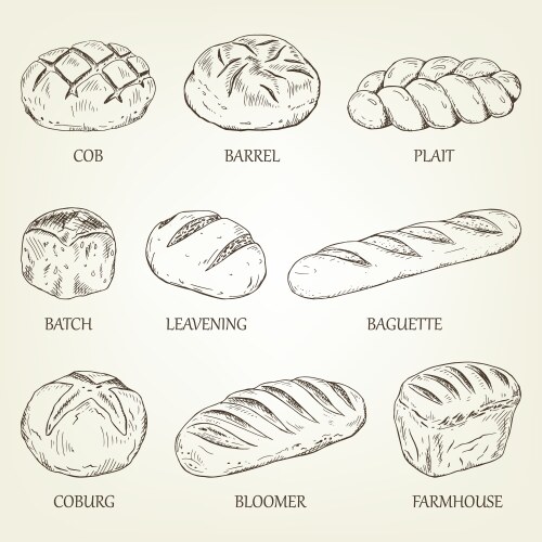 Different types of bread with name Royalty Free Vector Image