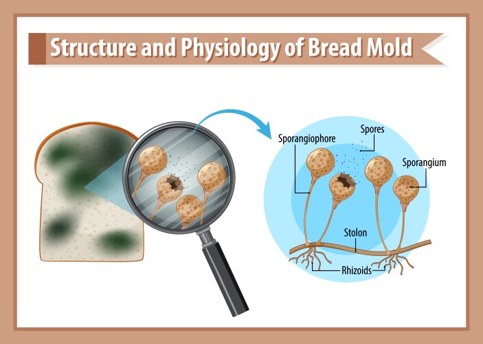 Structure and physiology of bread mold Royalty Free Vector