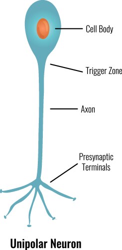 Unipolar Neuron Anatomy Diagram Royalty Free Vector Image