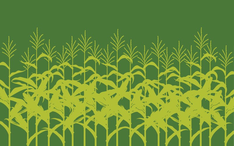 Corn field Royalty Free Vector Image - VectorStock