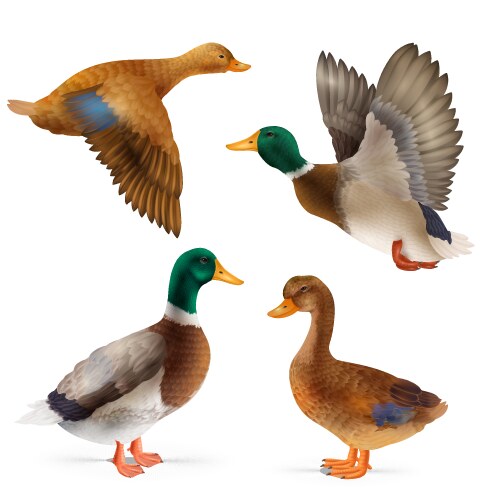 Duck Vector Images (over 61,000)