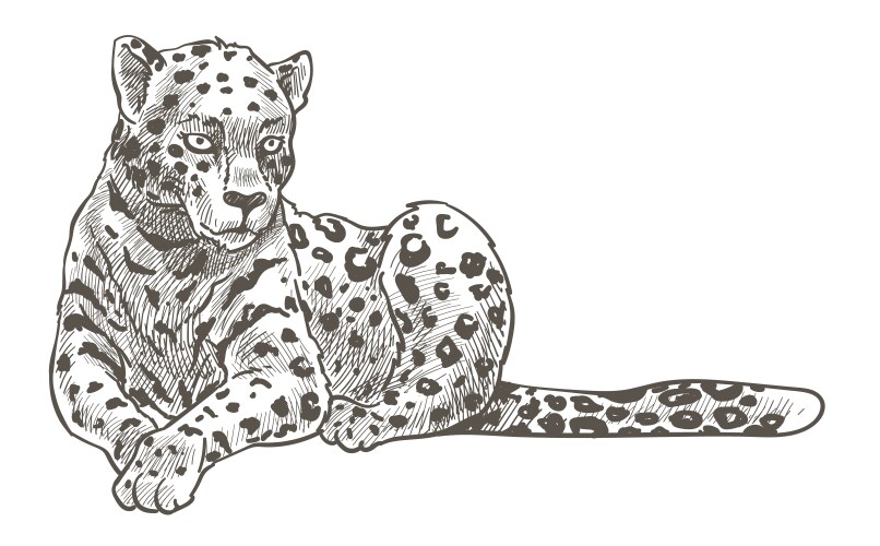 Leopard Outline Vector Images (over 5,500)