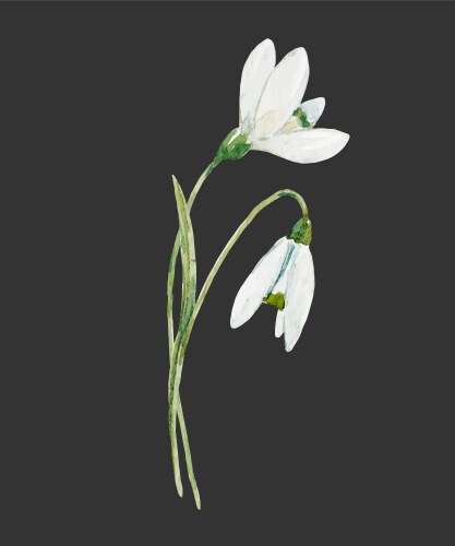 Watercolor snowdrop flower Royalty Free Vector Image
