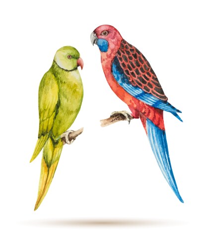 Parrot Vector Images (over 35,000)