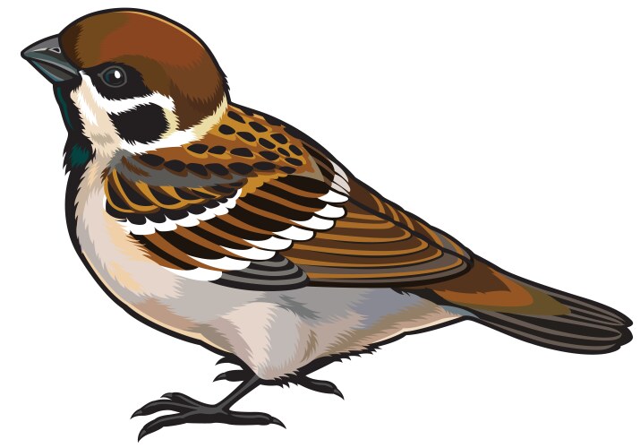Sparrow Vector Images (over 12,000)