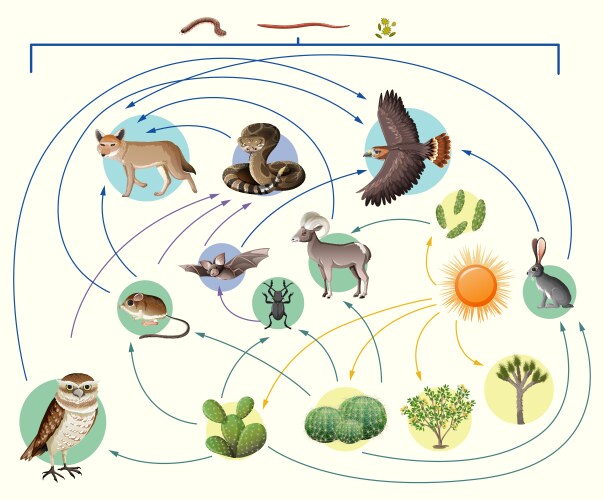 Depicts a simple food chain cycle Royalty Free Vector Image