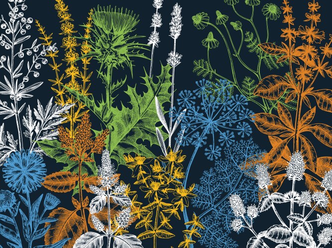 Herbs flowers weeds meadows background aromatic Vector Image