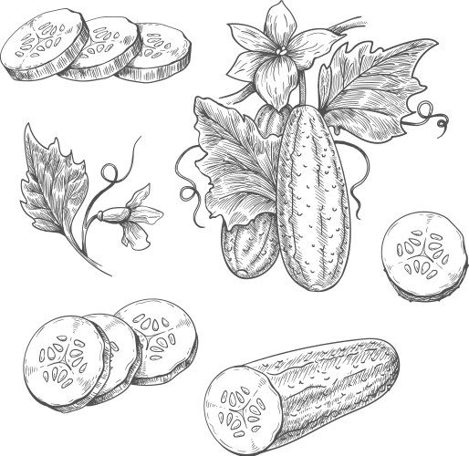 Pickle Sketch Vector Images (over 700)