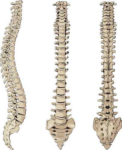 Spine Vector Images (over 32,000)