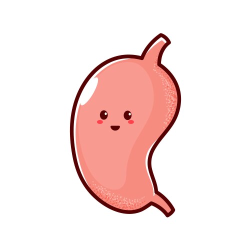 Cartoon of human internal stomach anatomy Vector Image
