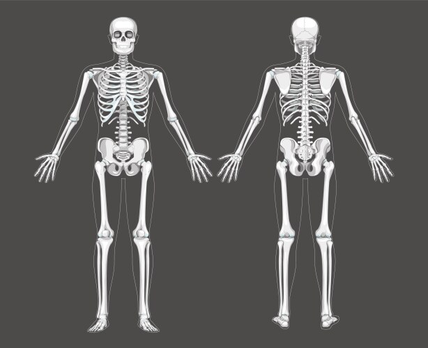 Skeleton Royalty Free Vector Image - VectorStock