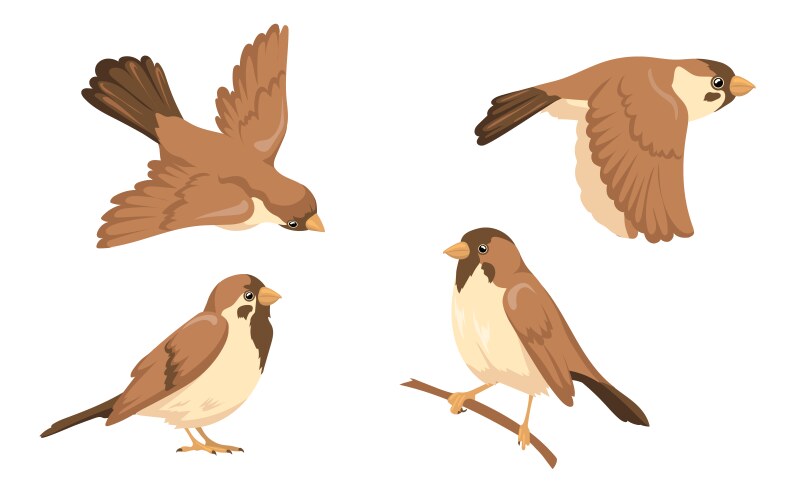 Sparrow Vector Images (over 13,000)