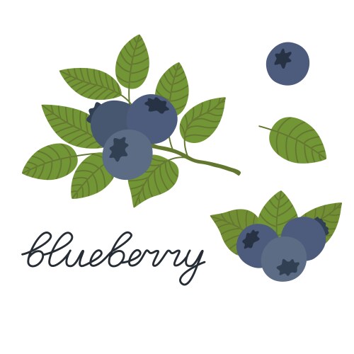Blueberry fruits pattern Royalty Free Vector Image