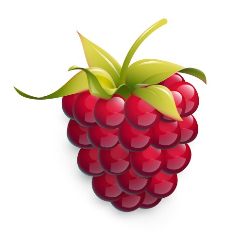 Raspberry Royalty Free Vector Image - VectorStock