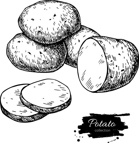 Potato drawing isolated hand drawn Royalty Free Vector Image