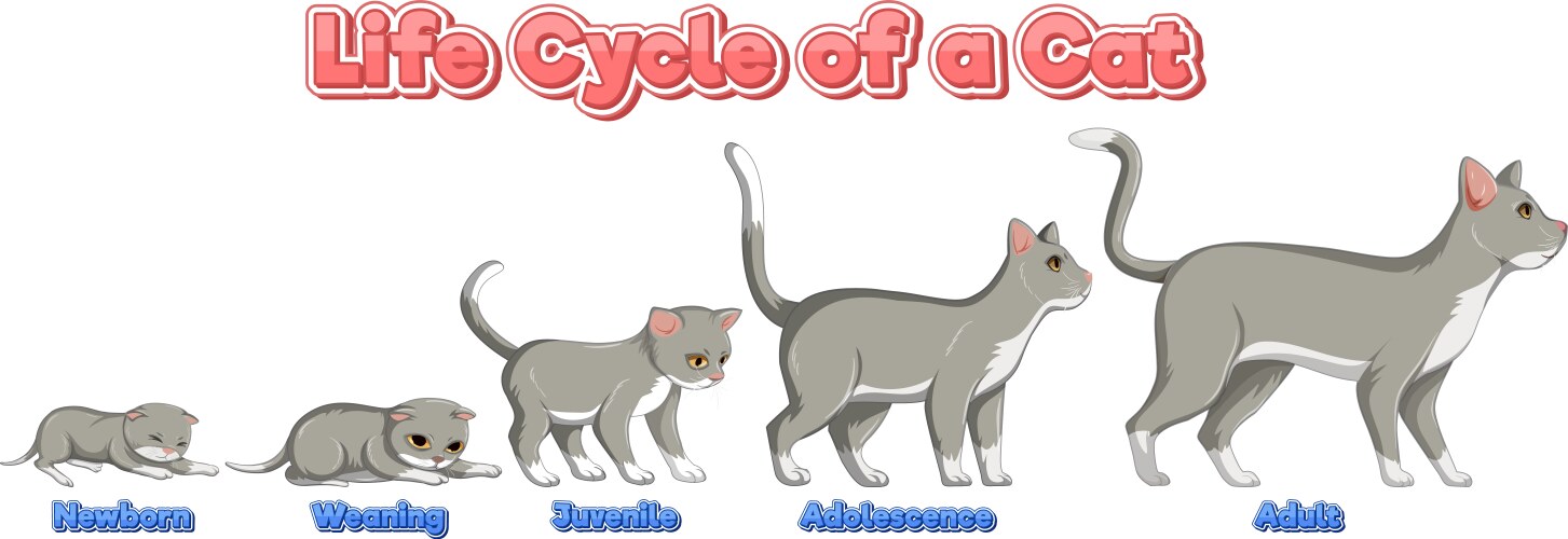 Science life cycle of cat Royalty Free Vector Image