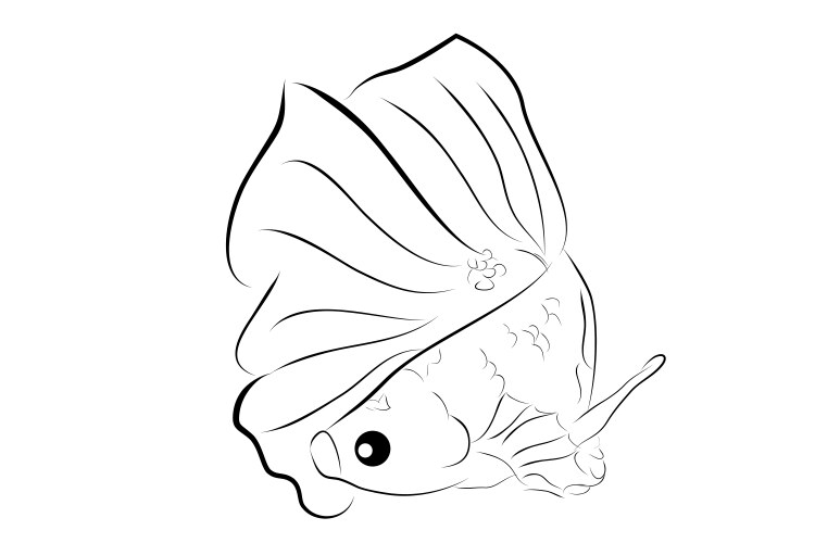 Fish siamese fighting also known as betta Vector Image
