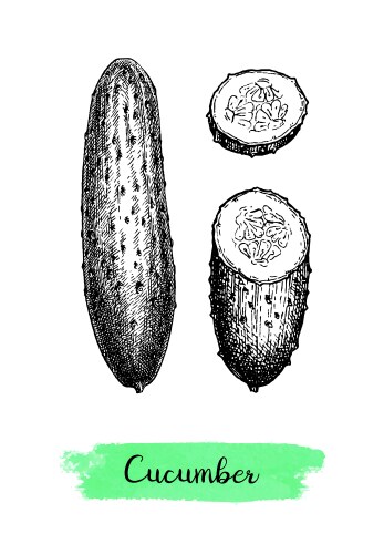 Hand drawn set of cucumber sketch Royalty Free Vector Image