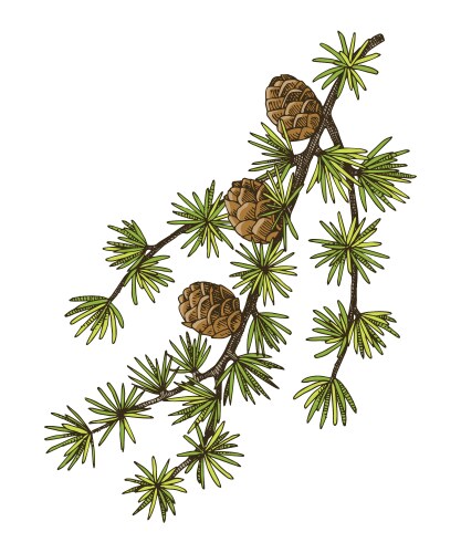Golden larch pseudolarix amabilis medicinal Vector Image