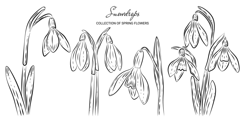 Snowdrop Line Drawing Vector Images (over 330)