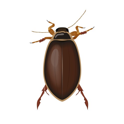 Colorado potato beetle Royalty Free Vector Image