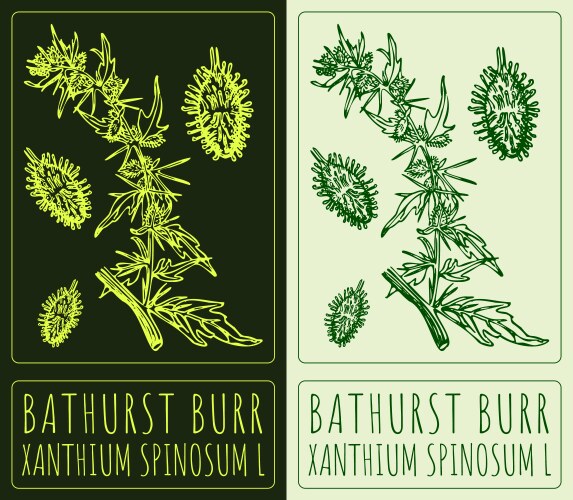 Drawings great basil hand drawn Royalty Free Vector Image