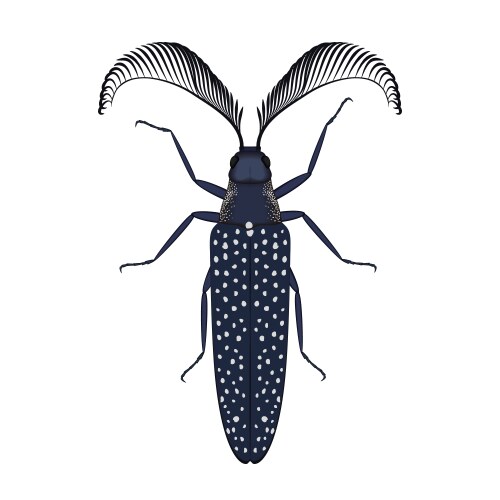 Weevil beetle Royalty Free Vector Image - VectorStock